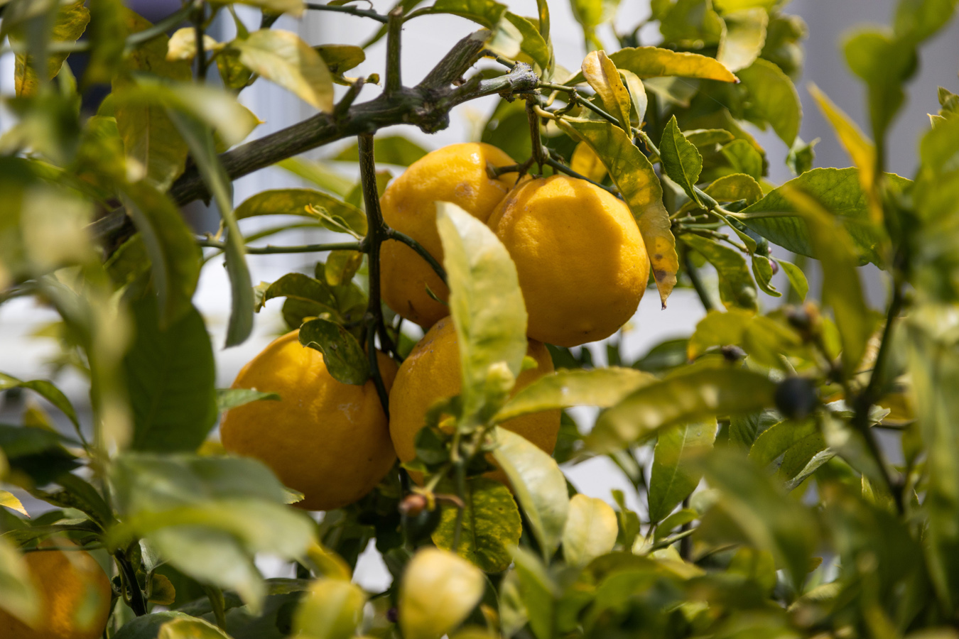 1420 Catherine Drive, Berkeley, CA 94702 - Abio Properties